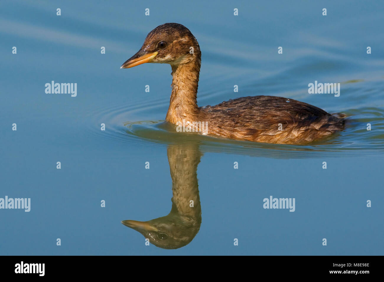 Grebe in winter plumage hi-res stock photography and images - Alamy