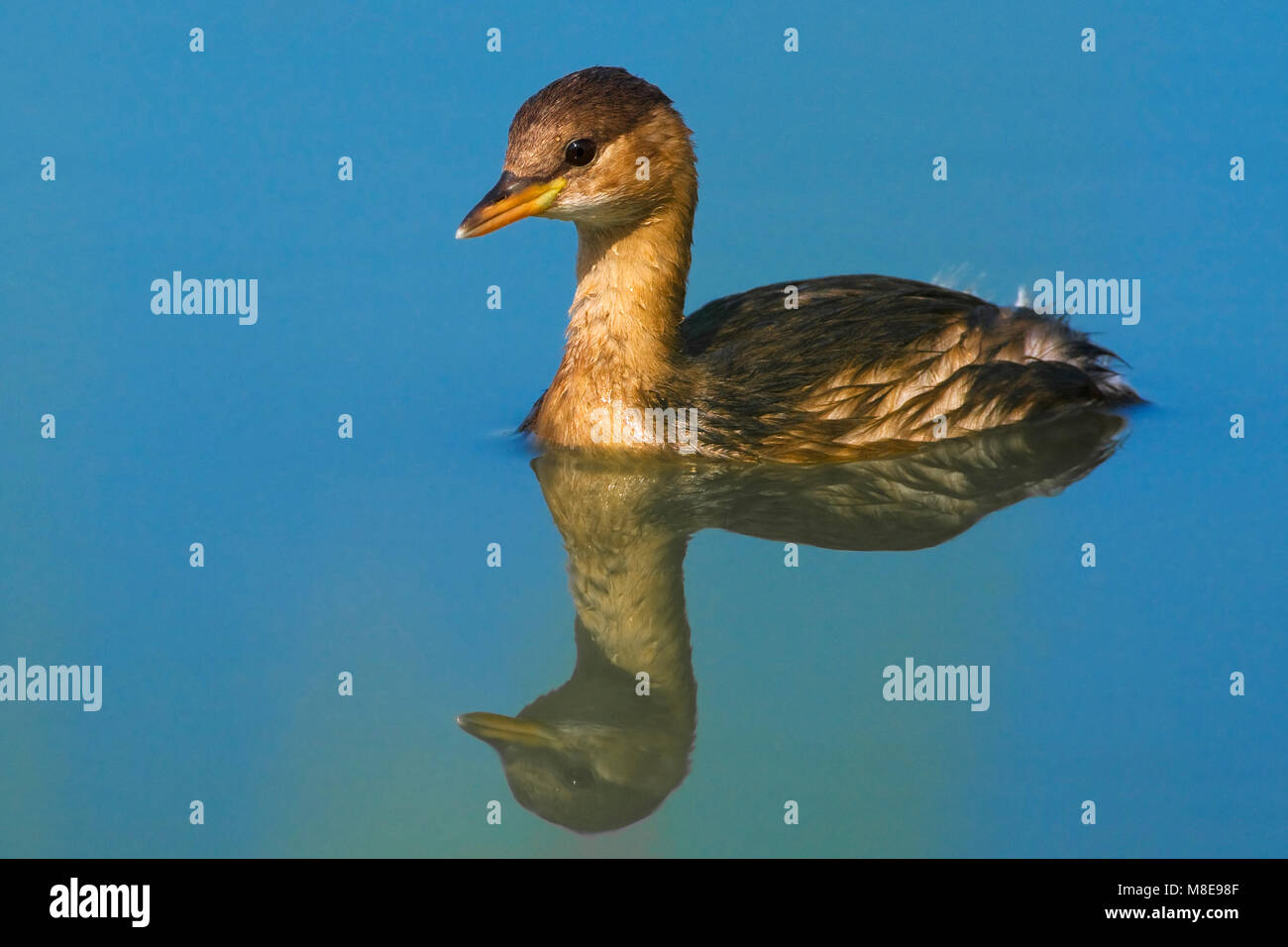 Dodaars in winterkleed; Little Grebe in winter plumage Stock Photo - Alamy