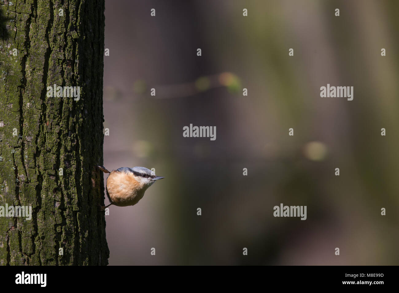 Eurasian nuthatch, wood nuthatch; Sitta europaea Stock Photo - Alamy