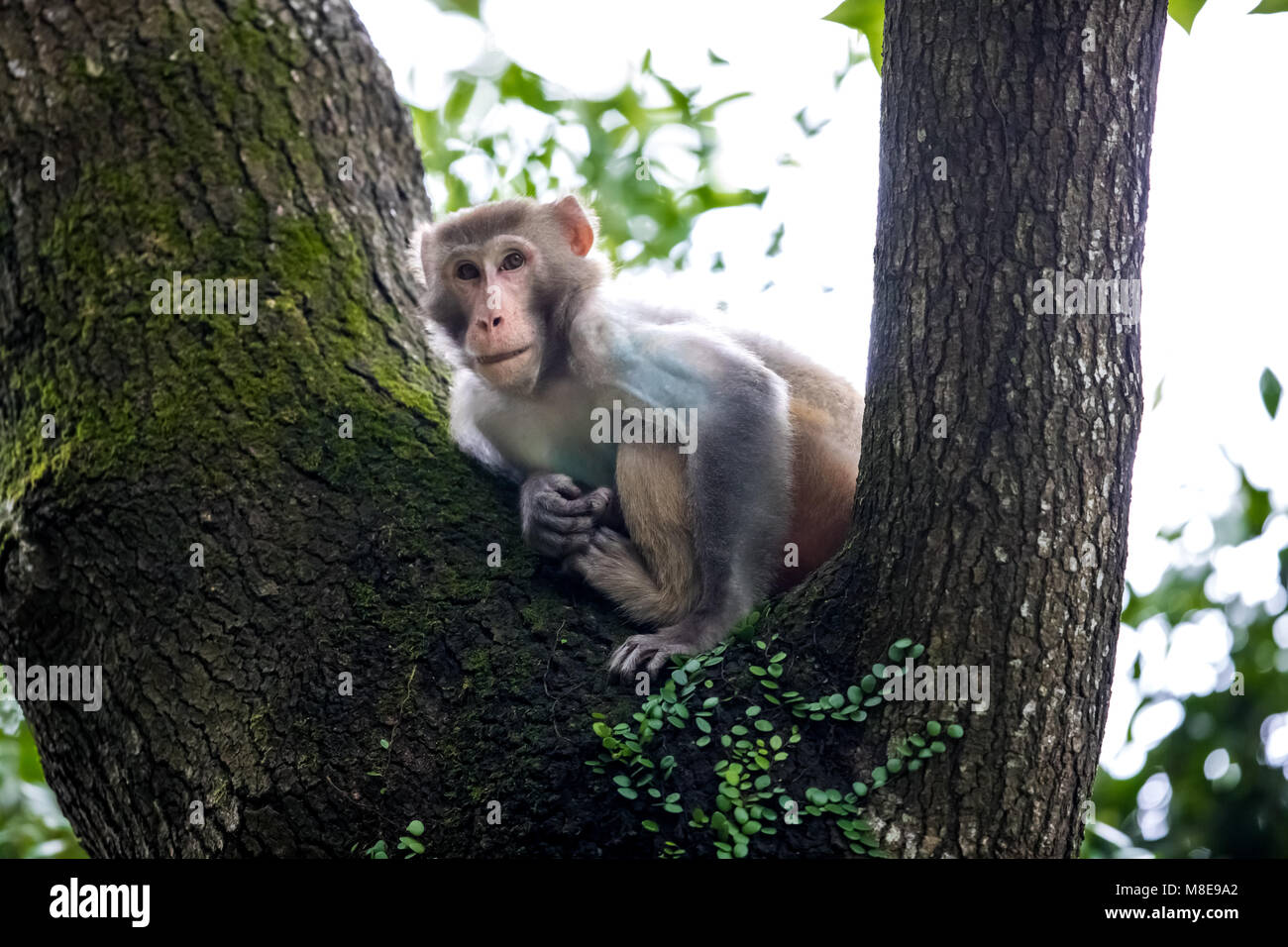 Macaque monkey perching on tree Stock Photo - Alamy