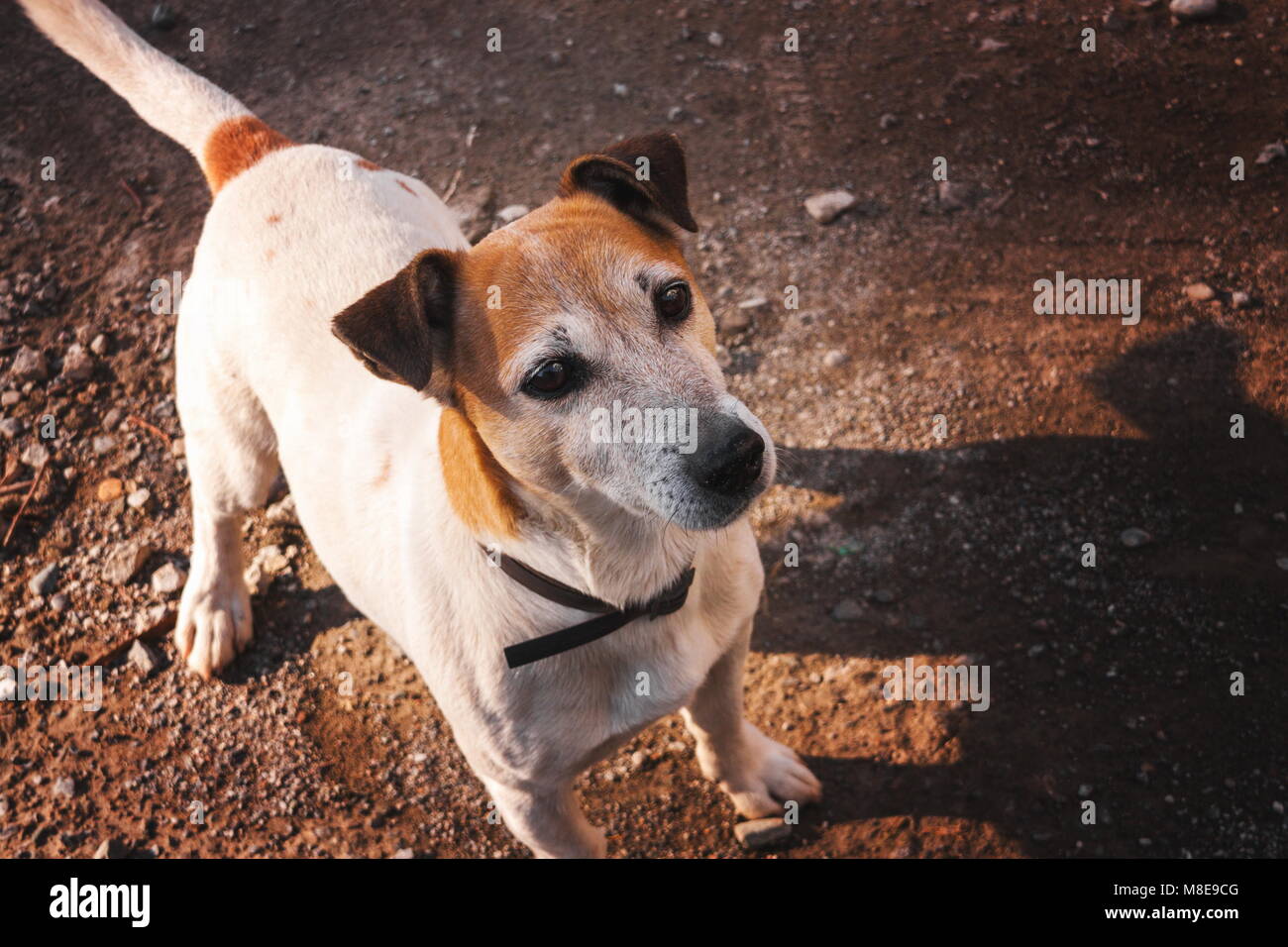 Jack Russell terrier dog portrait closeup Stock Photo - Alamy
