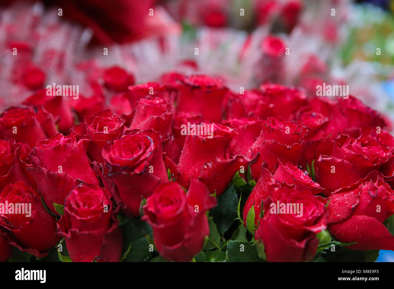 Bunches of roses on display at the florist, Subterranean Flowers ...