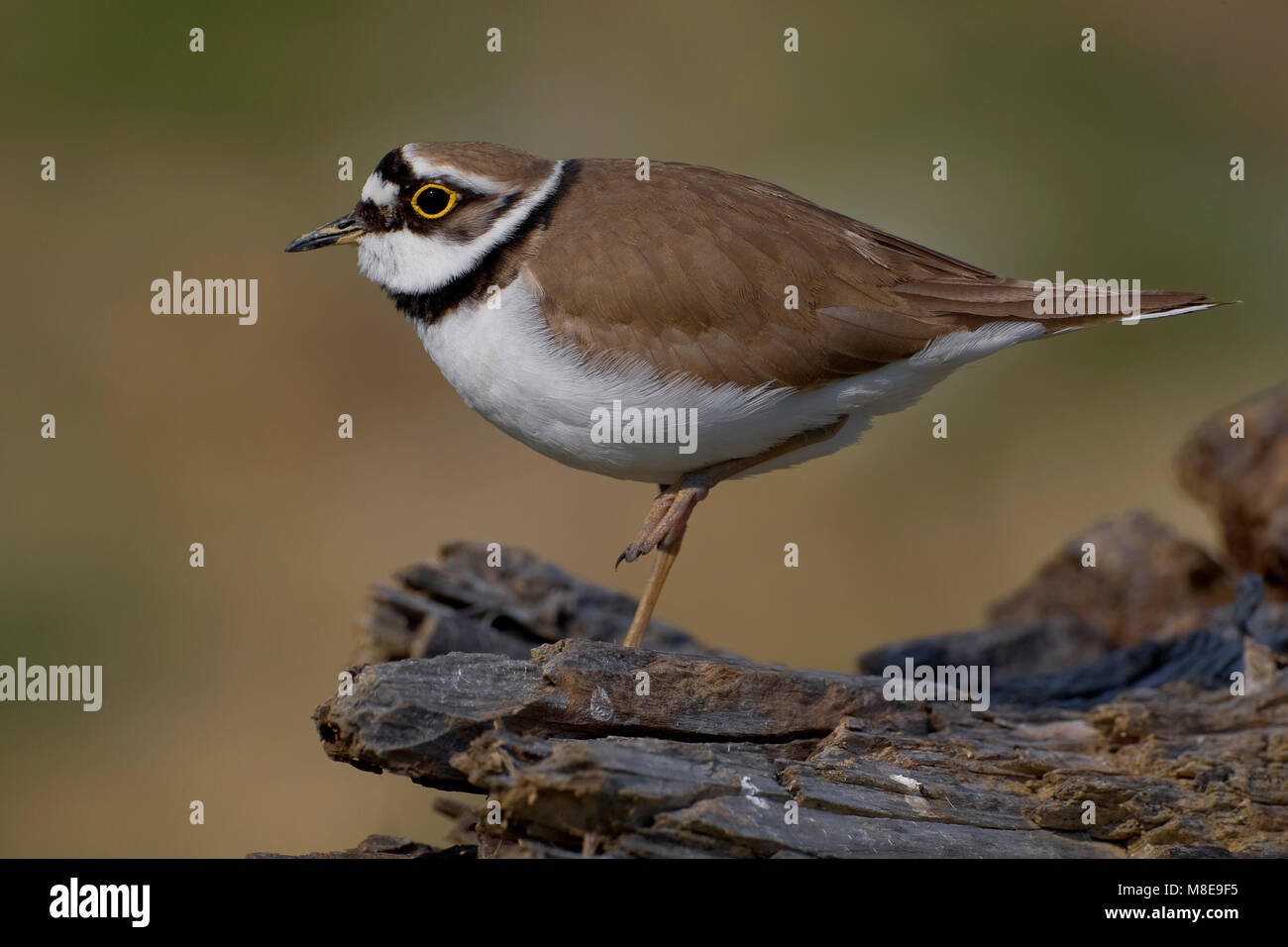 Volwassen Kleine Plevier; Adult Little Ringed Plover Stock Photo - Alamy