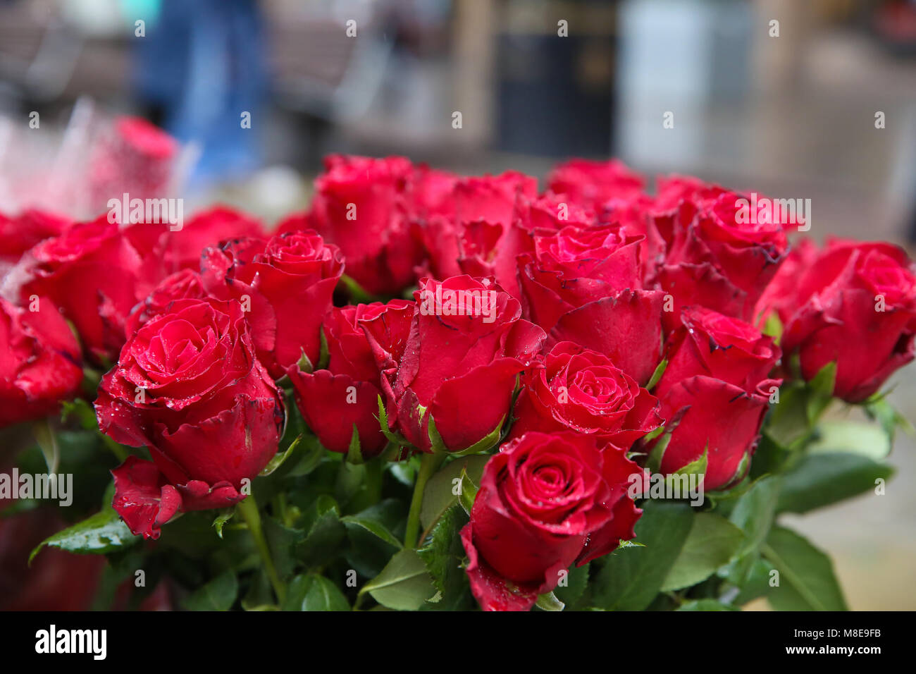 Bunches of roses on display at the florist, Subterranean Flowers ...