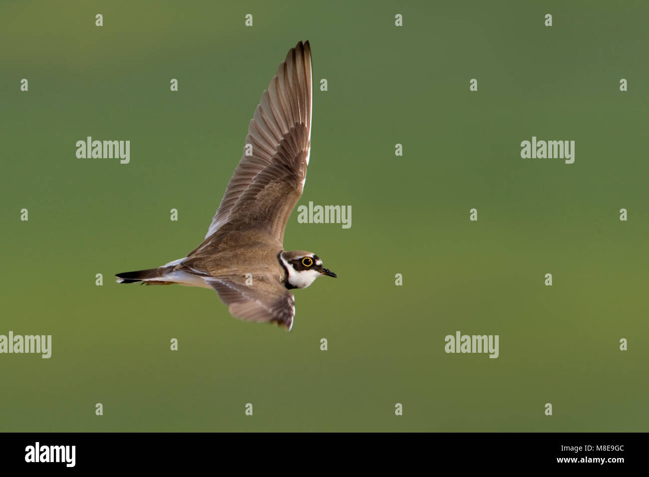 Little Ringed Plover adult flying; Kleine Plevier volwassen vliegend ...