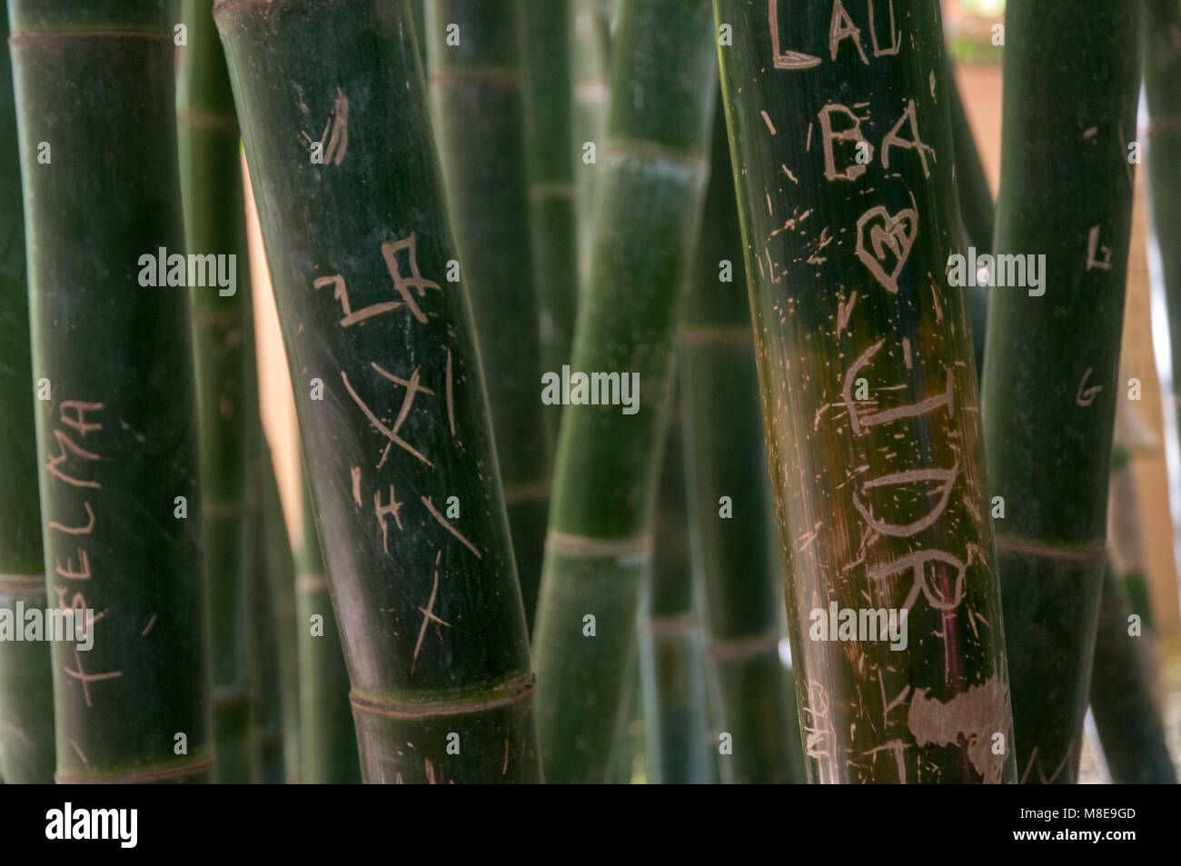 Bamboo canes hi-res stock photography and images - Alamy