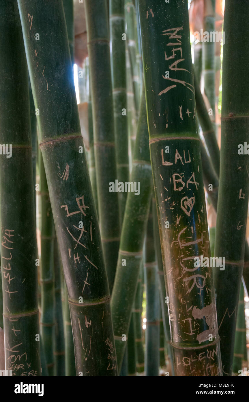 Bamboo canes in Majorelle Garden in Marrakesh, Morocco, where visitors ...