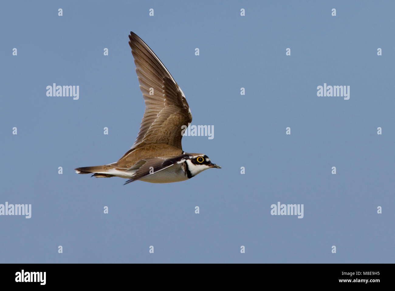 Kleine Plevier in vlucht; Little Ringed Plover in flight Stock Photo ...