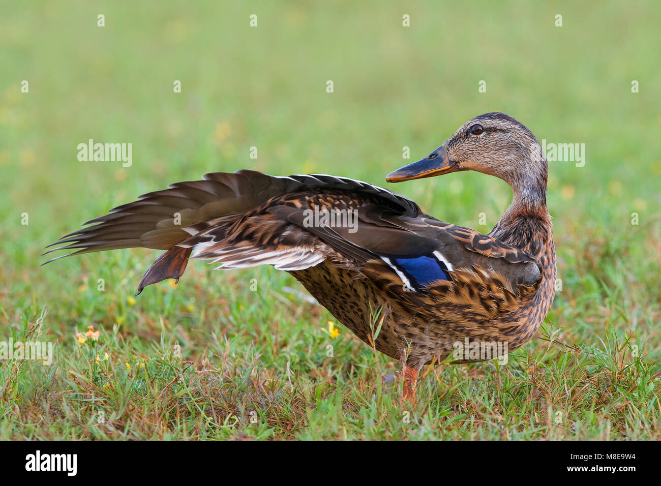Vrouwtje Wilde Eend; Female Mallard Stock Photo - Alamy