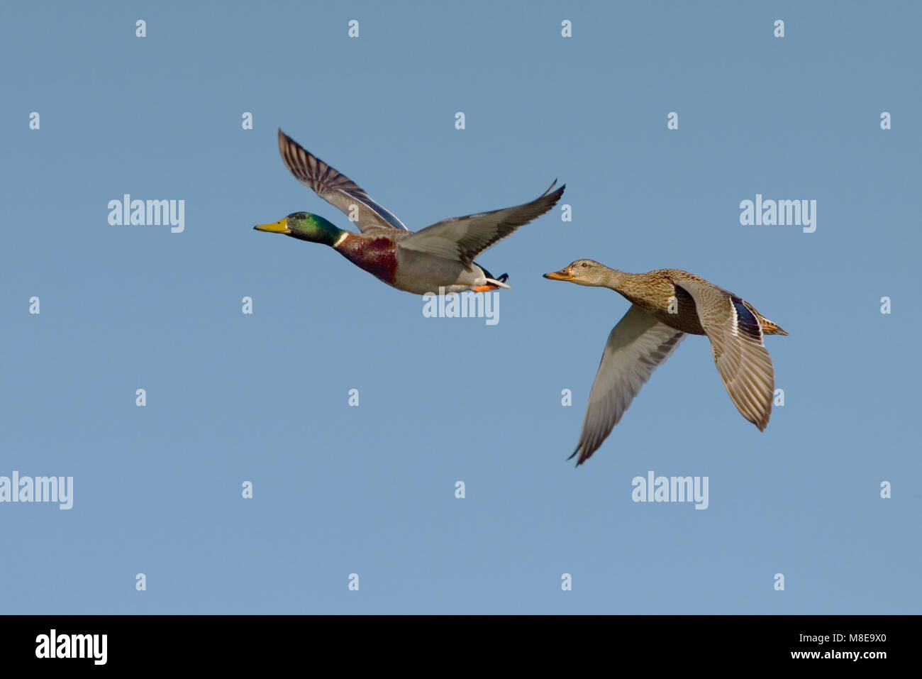 Wilde Eend vliegend; Mallard in flight Stock Photo - Alamy