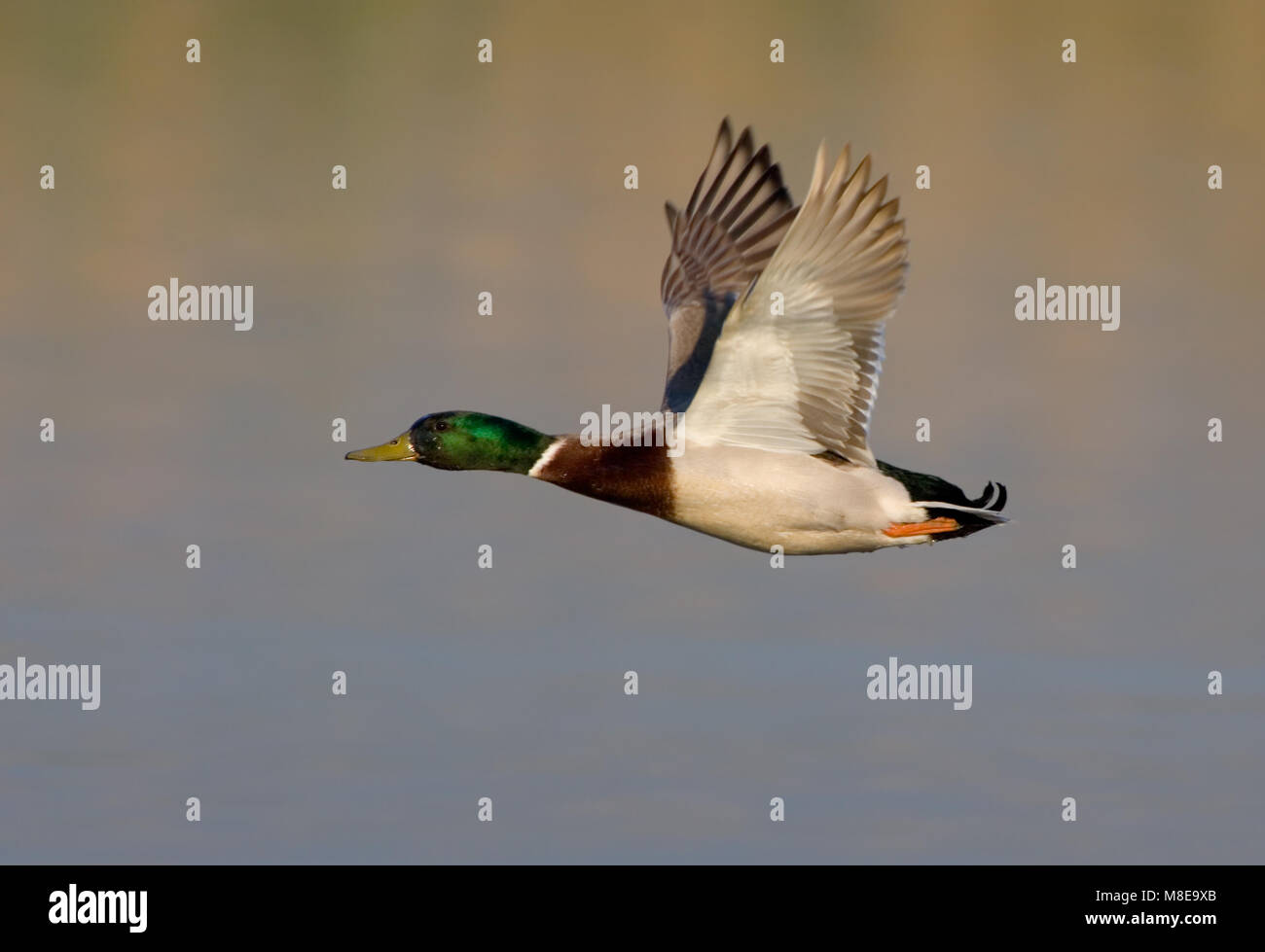 Wilde Eend vliegend; Mallard in flight Stock Photo - Alamy