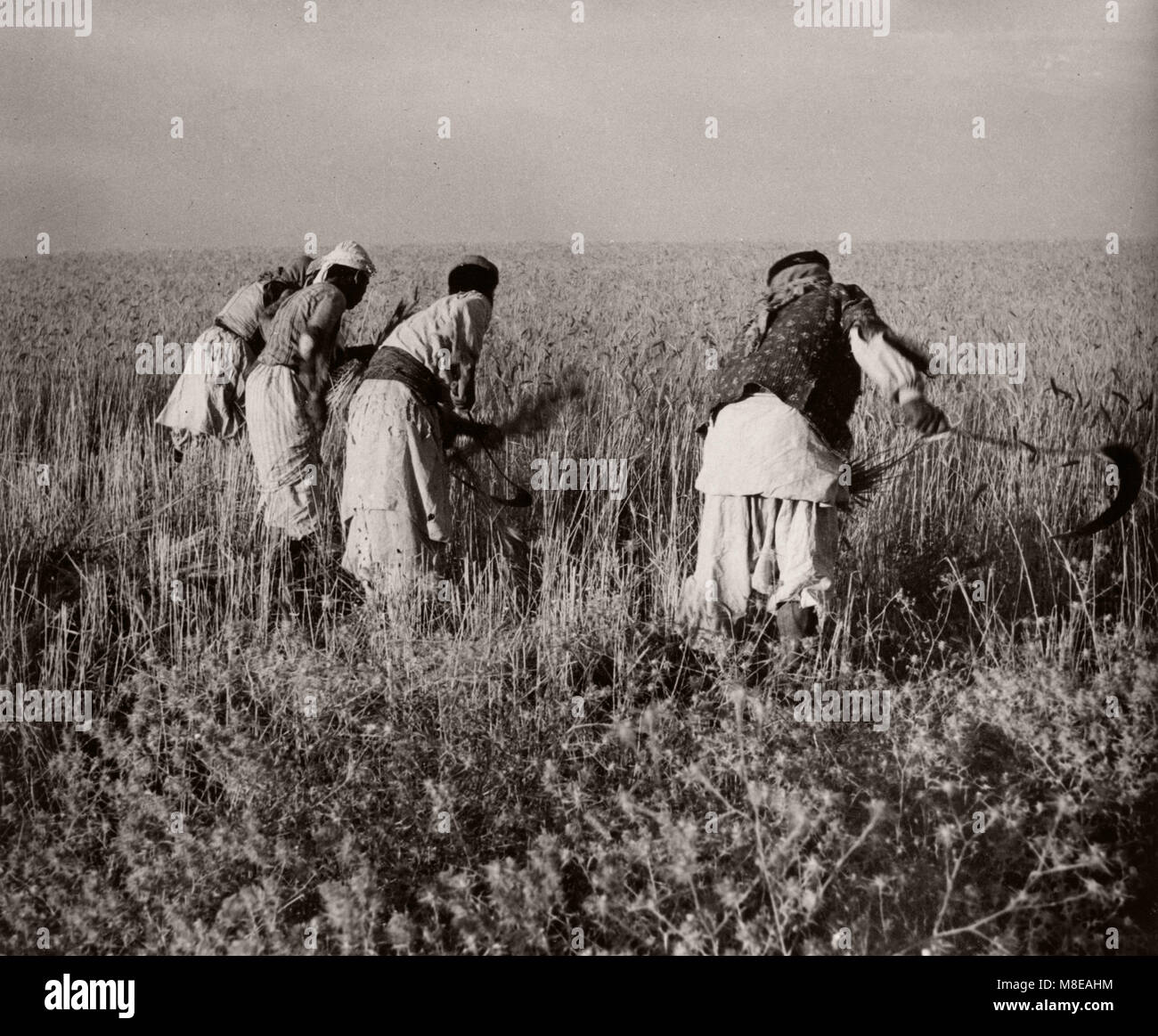 1943 - reaping crops by hand with scythes near Kamechlie, Syria Stock ...