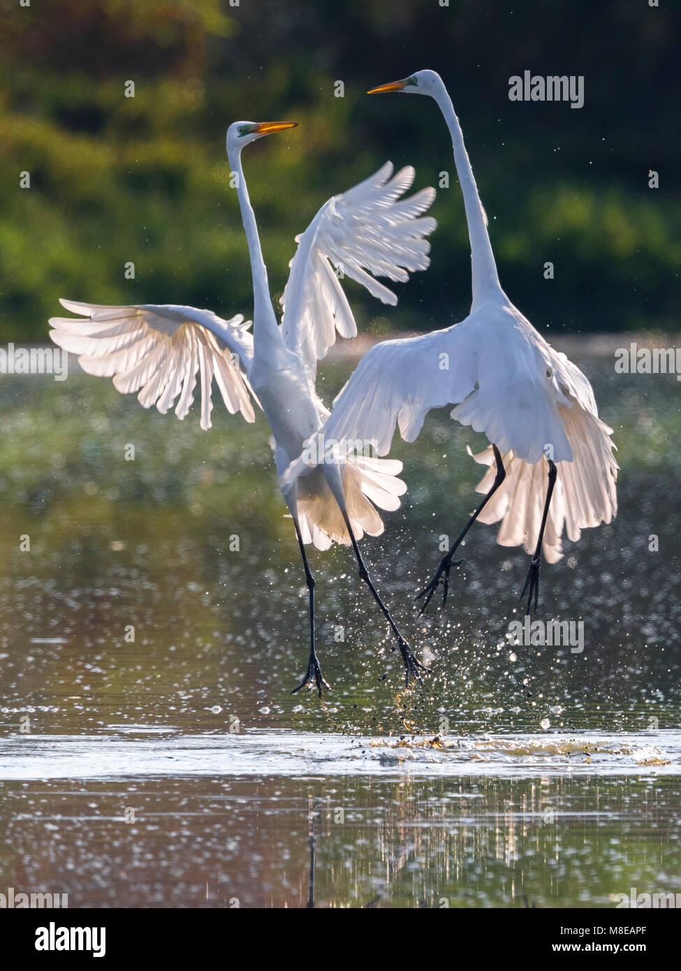 Fighting great egrets hi-res stock photography and images - Alamy