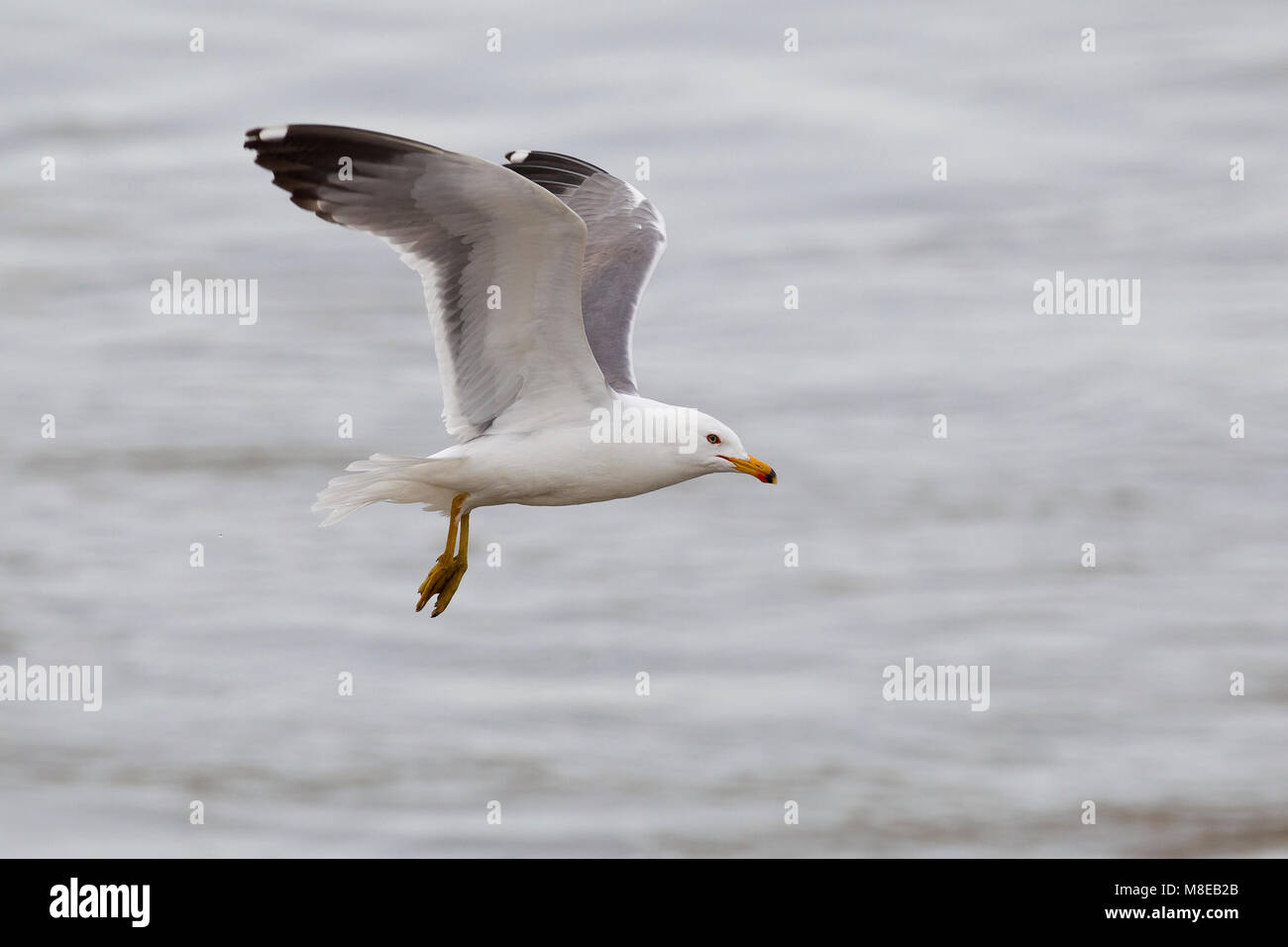 Larus armenicus hi-res stock photography and images - Alamy