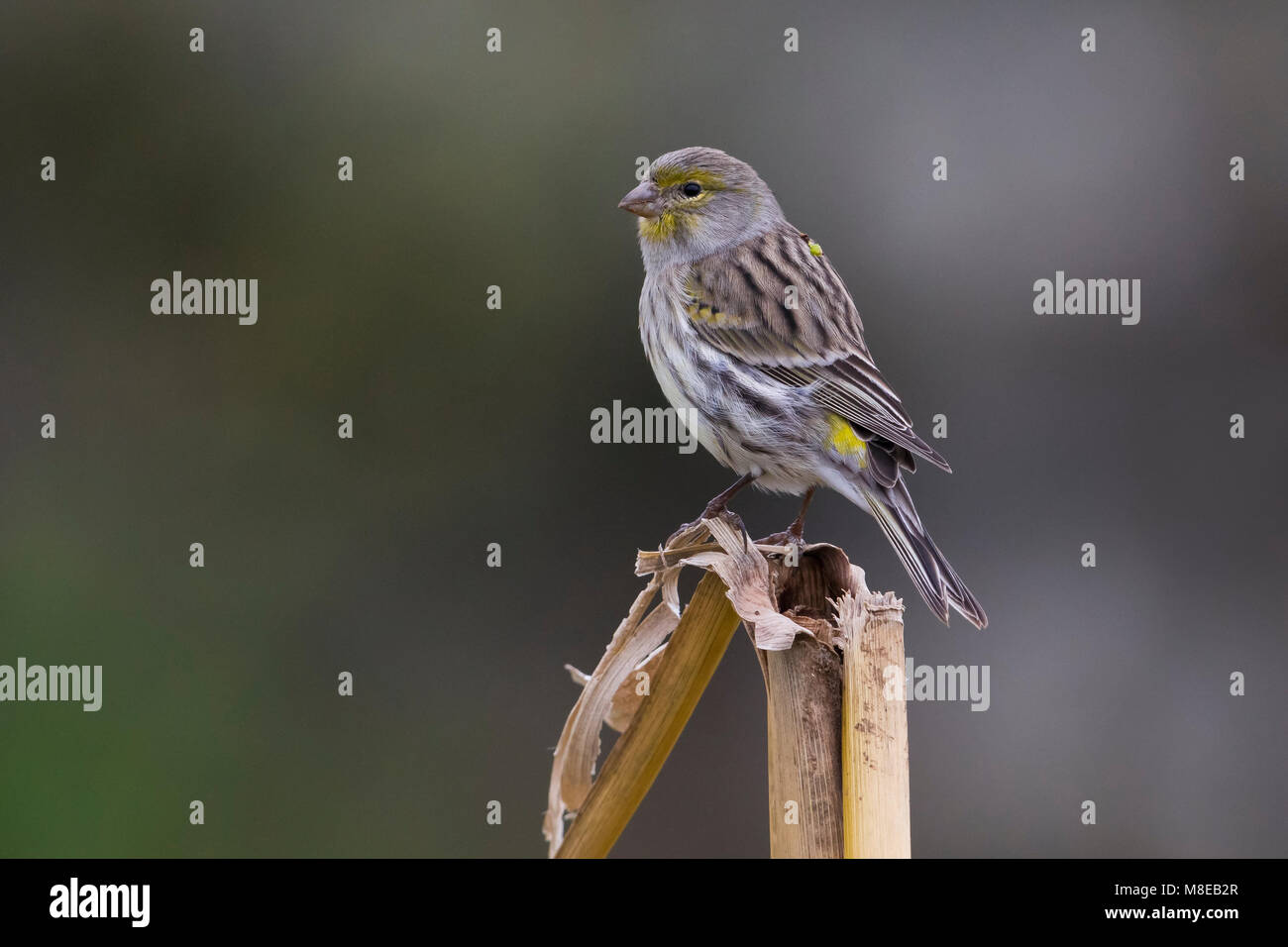 Atlantic Canary, Kanarie Stock Photo - Alamy
