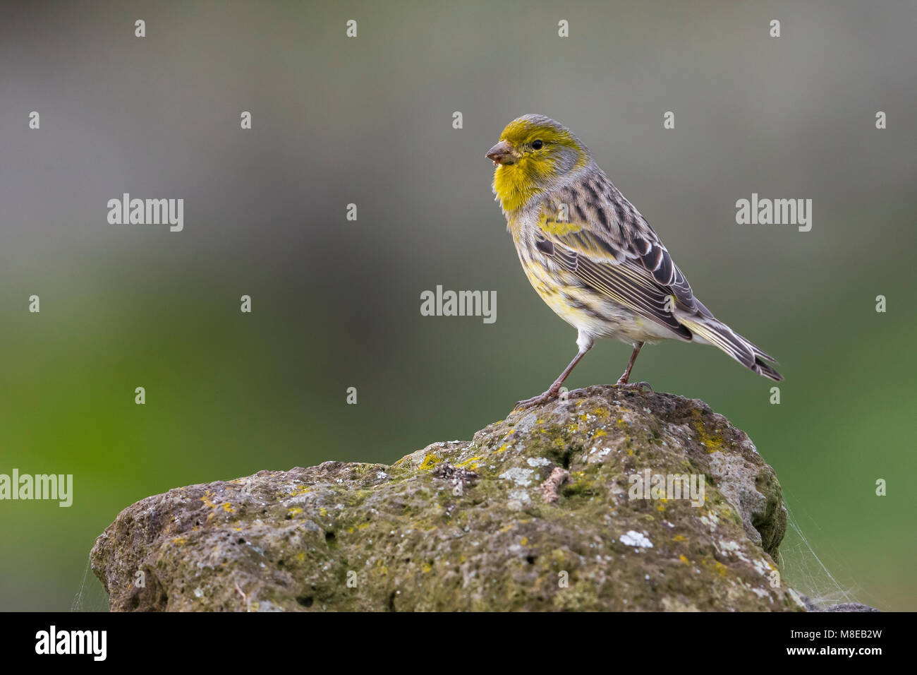 Atlantic Canary, Kanarie Stock Photo - Alamy