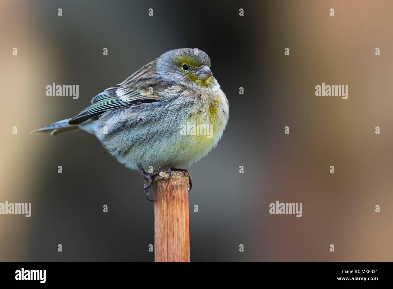 Atlantic Canary, Kanarie Stock Photo - Alamy