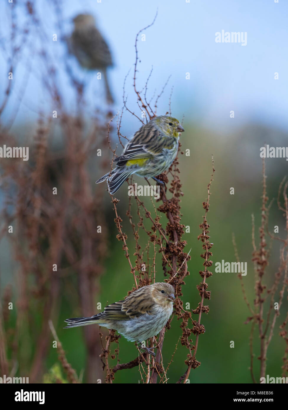 Atlantic Canary, Kanarie Stock Photo - Alamy
