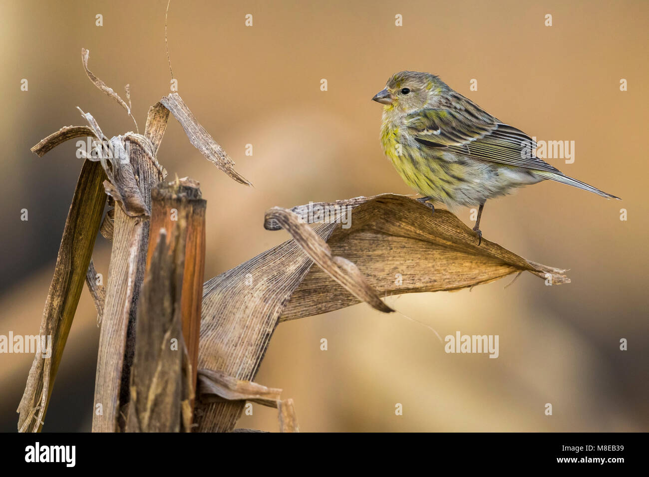 Atlantic Canary, Kanarie Stock Photo - Alamy