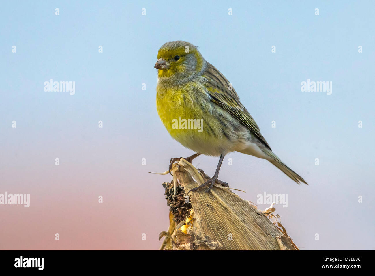 Atlantic Canary, Kanarie Stock Photo - Alamy