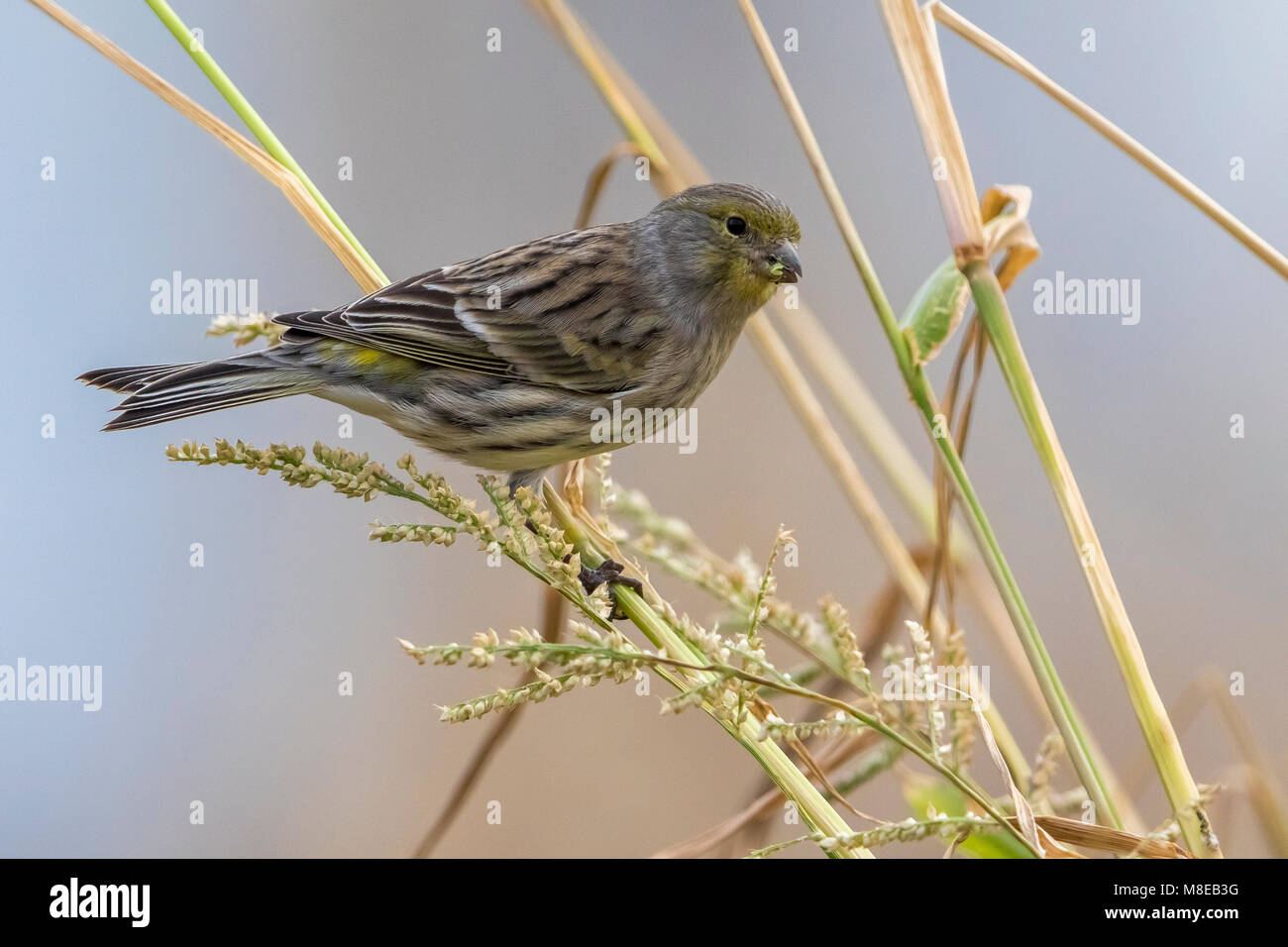 Atlantic Canary, Kanarie Stock Photo - Alamy