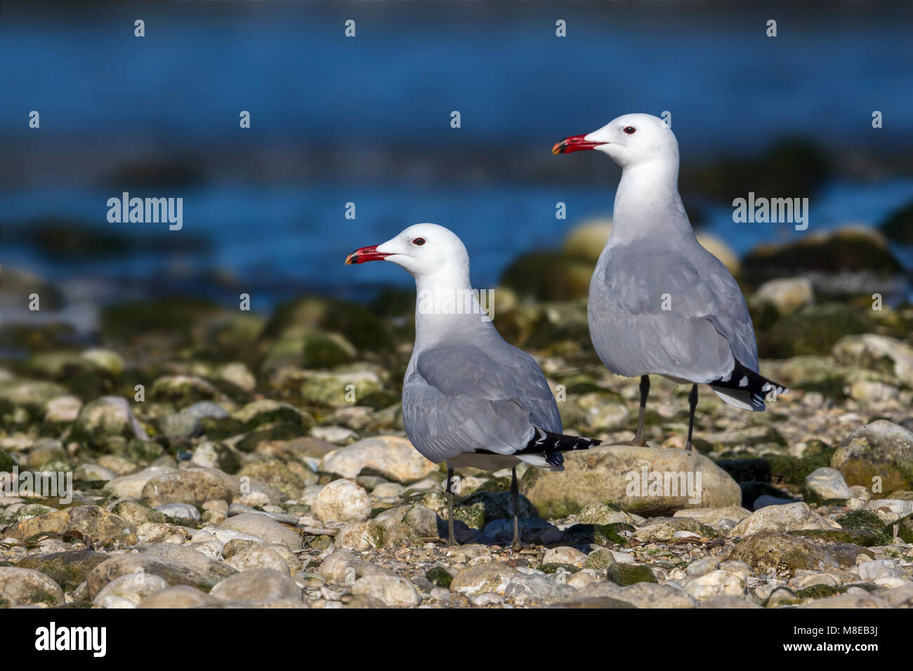 Audouins Meeuw staand op strand, Audouin's Gull perched on the beach ...