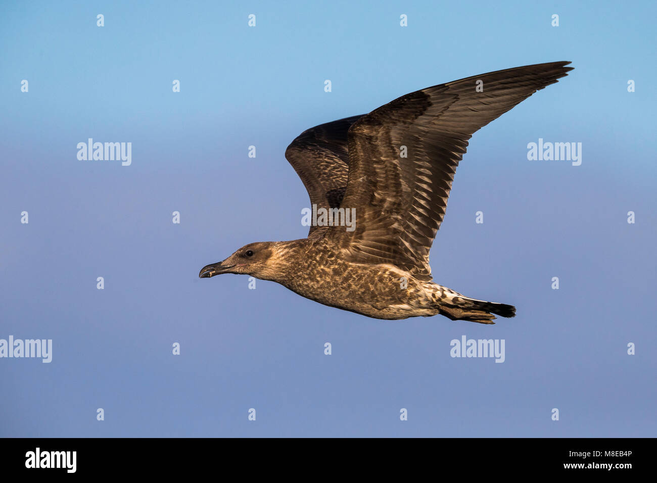 Azorean hi-res stock photography and images - Alamy