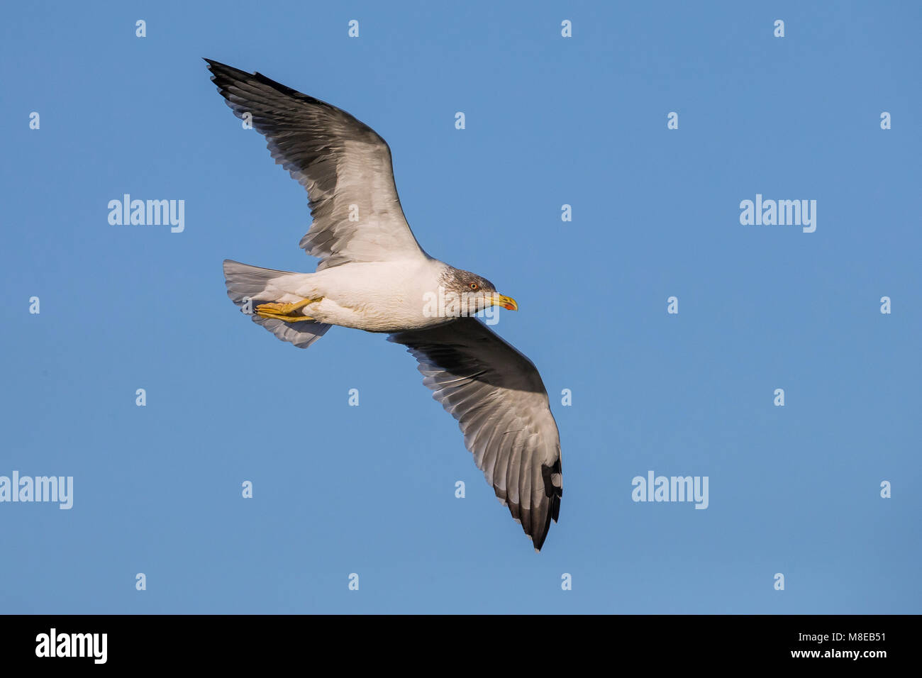 Onvolwassen Azoren Geelpootmeeuw in vlucht, Azorean Yellow-legged Gull ...