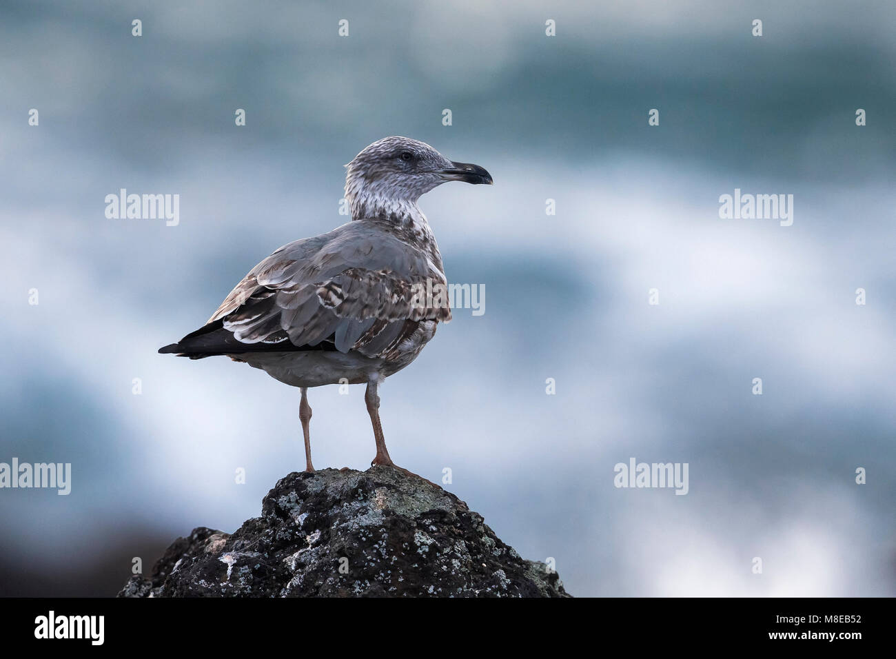 Azoren Geelpootmeeuw, Azorean Yellow-legged Gull Stock Photo - Alamy