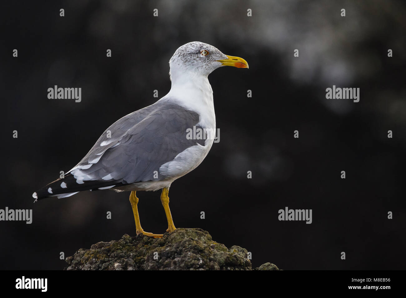 Azoren Geelpootmeeuw, Azorean Yellow-legged Gull Stock Photo - Alamy