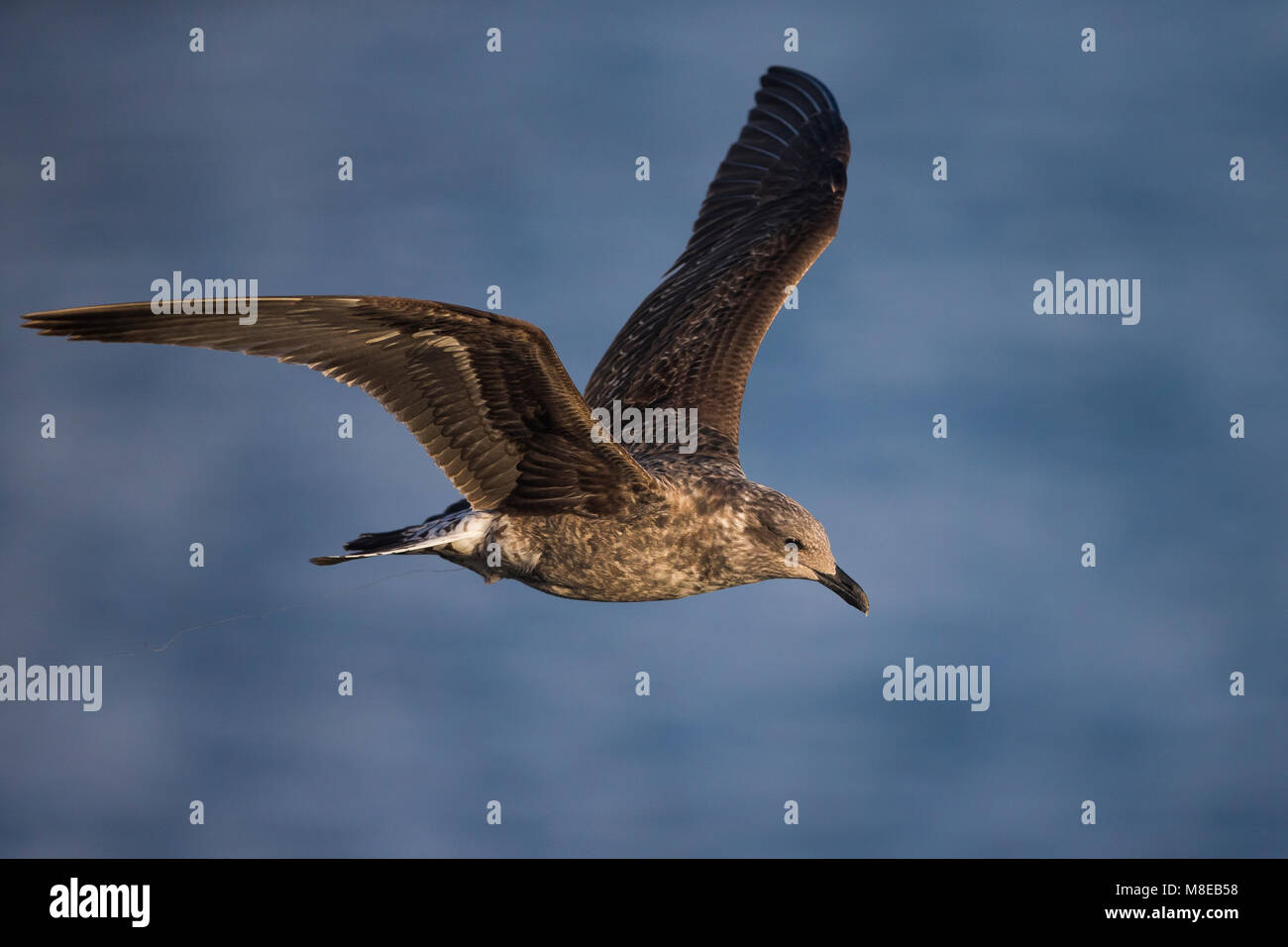 Onvolwassen Azoren Geelpootmeeuw in vlucht, Azorean Yellow-legged Gull ...