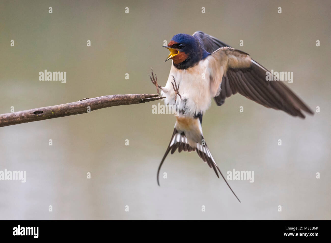 Barn swallow flight hi-res stock photography and images - Alamy Barn swallow flight hi-res stock photography and images - Alamy