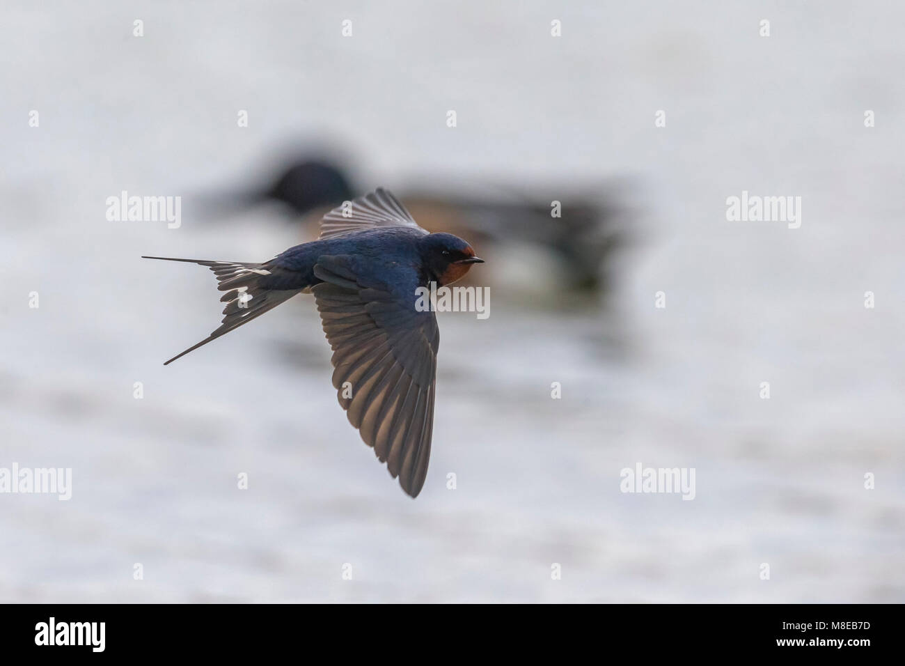 Barn swallow flight hi-res stock photography and images - Alamy
