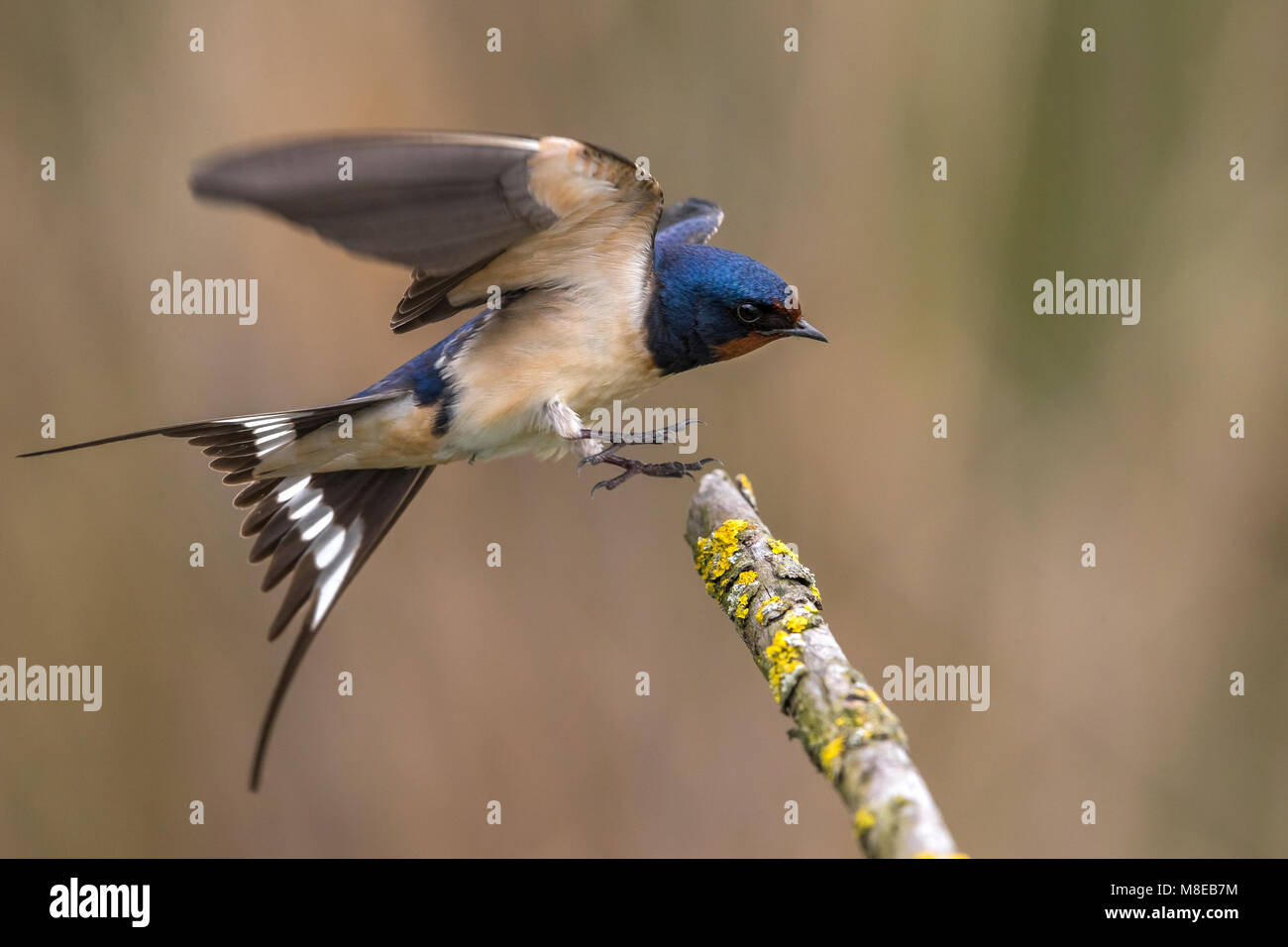 Barn swallow flight hi-res stock photography and images - Alamy