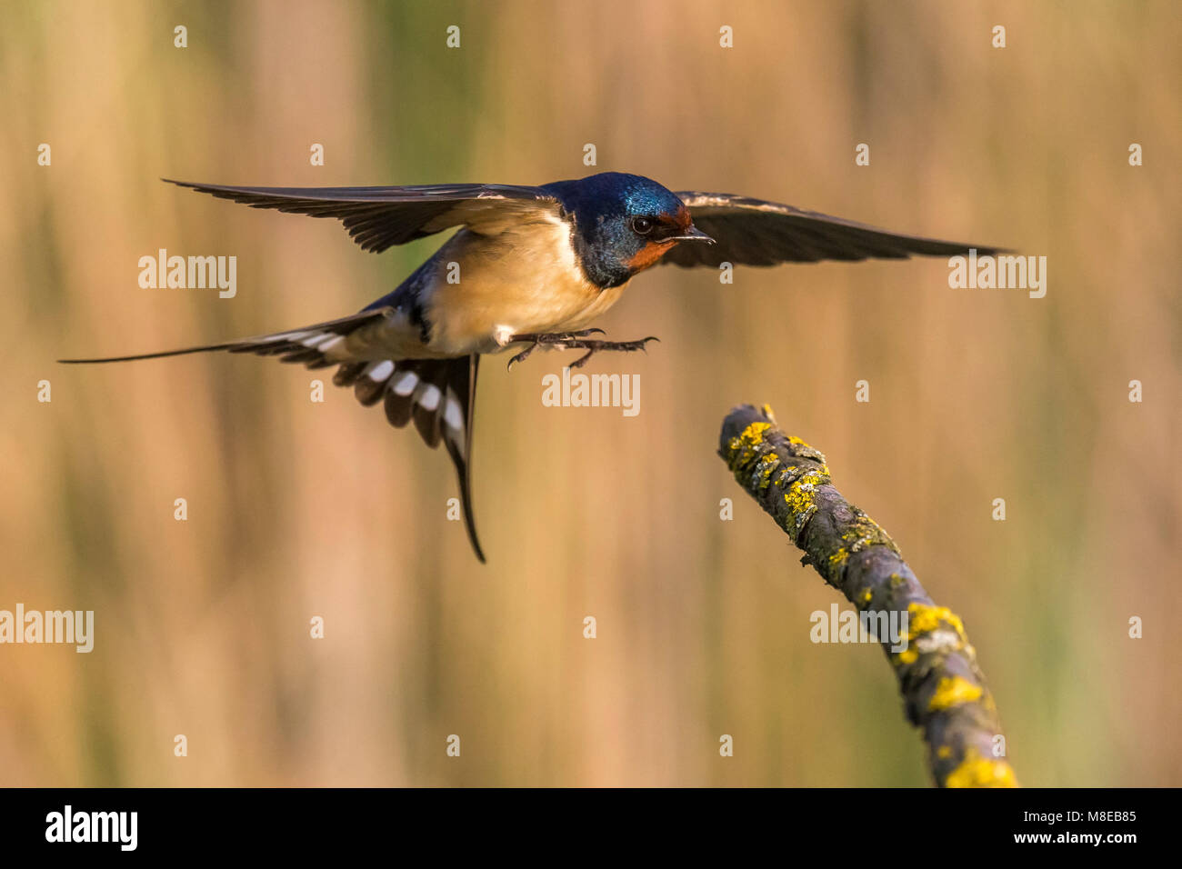 Barn swallow flight hi-res stock photography and images - Alamy