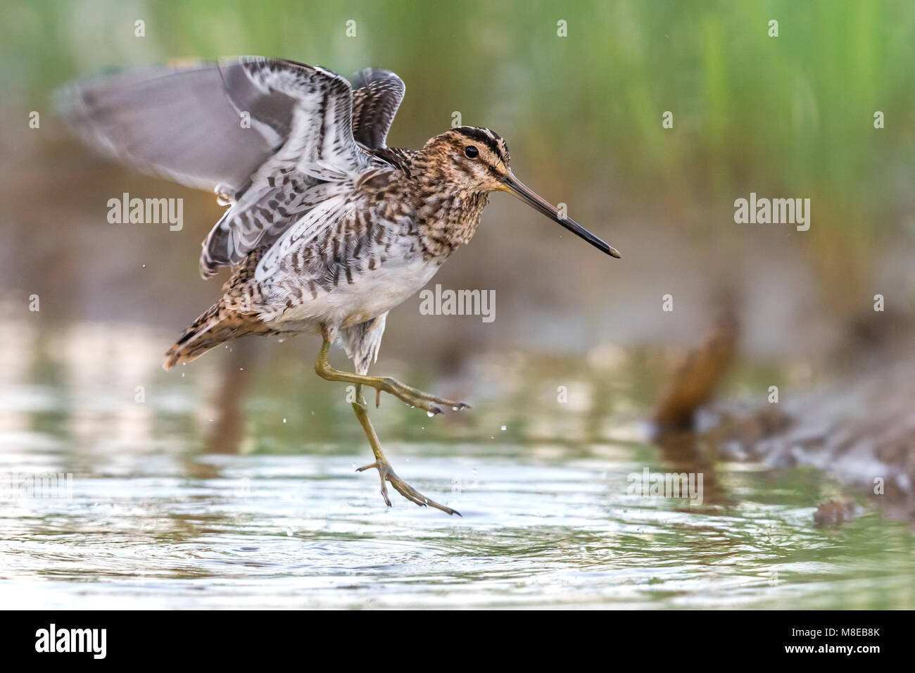 Watersnip; Common Snipe Stock Photo - Alamy