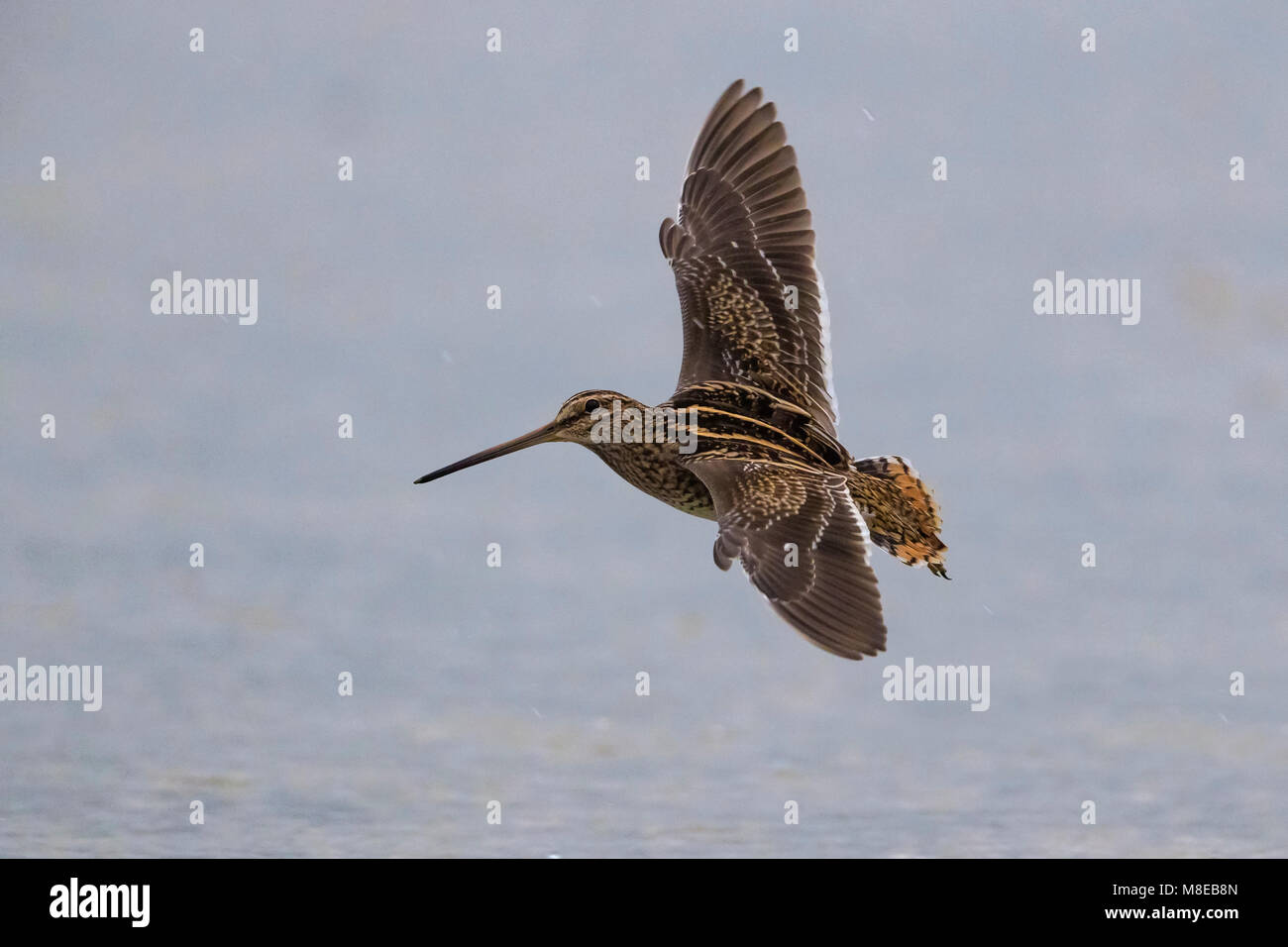 Watersnip; Common Snipe Stock Photo - Alamy