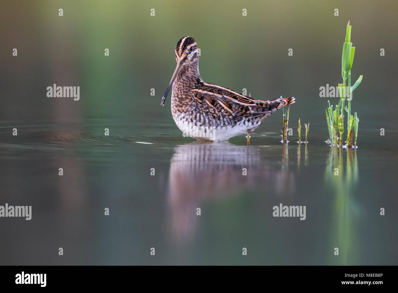 Watersnip; Common Snipe Stock Photo - Alamy
