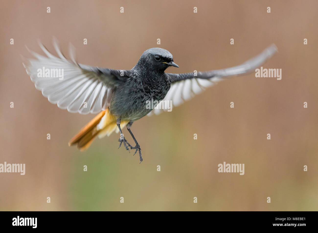 Black redstart hi-res stock photography and images - Alamy