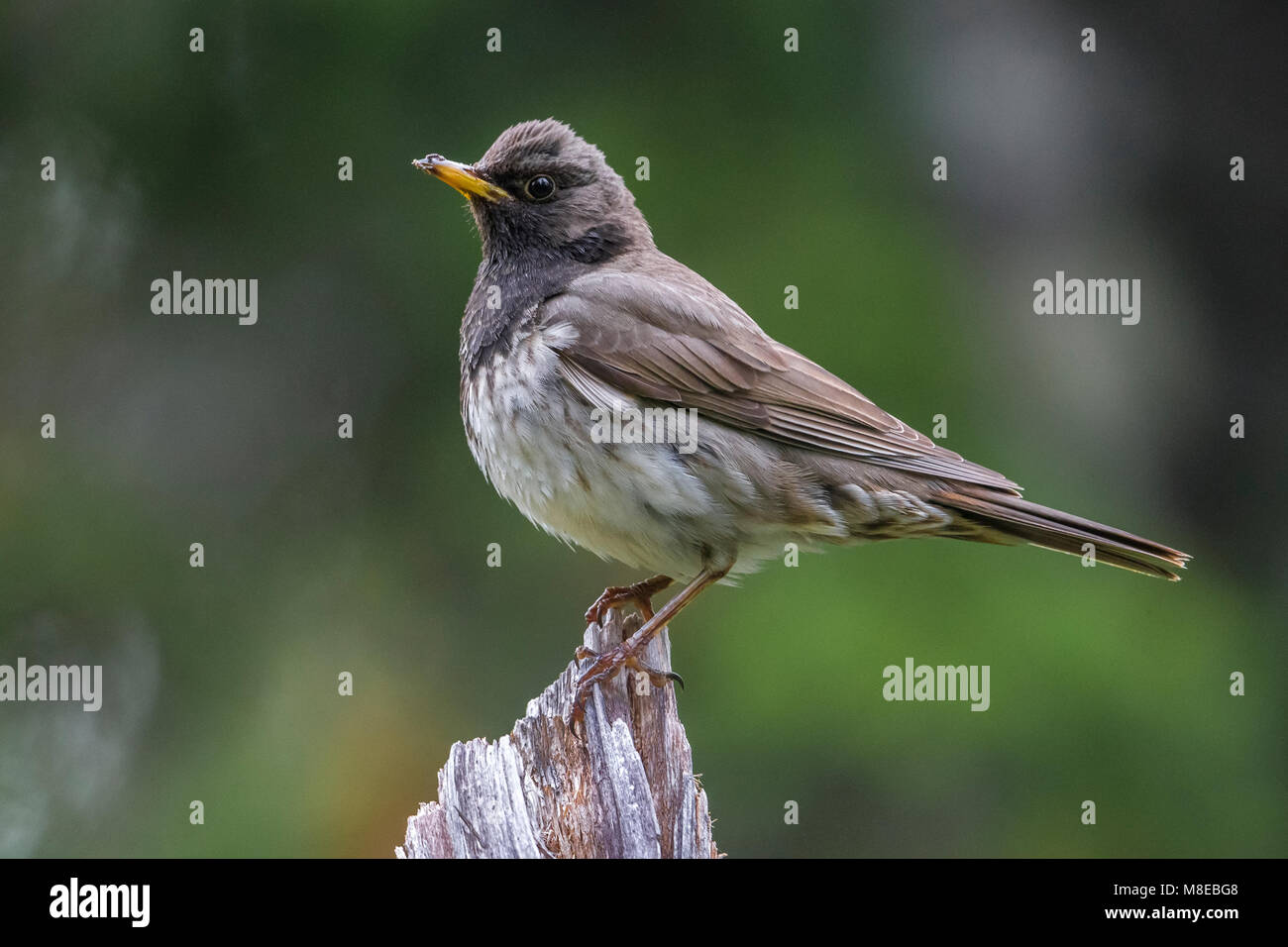 Zwartkeellijster; Black-throated Thrush; Turdus atrogularis Stock Photo ...