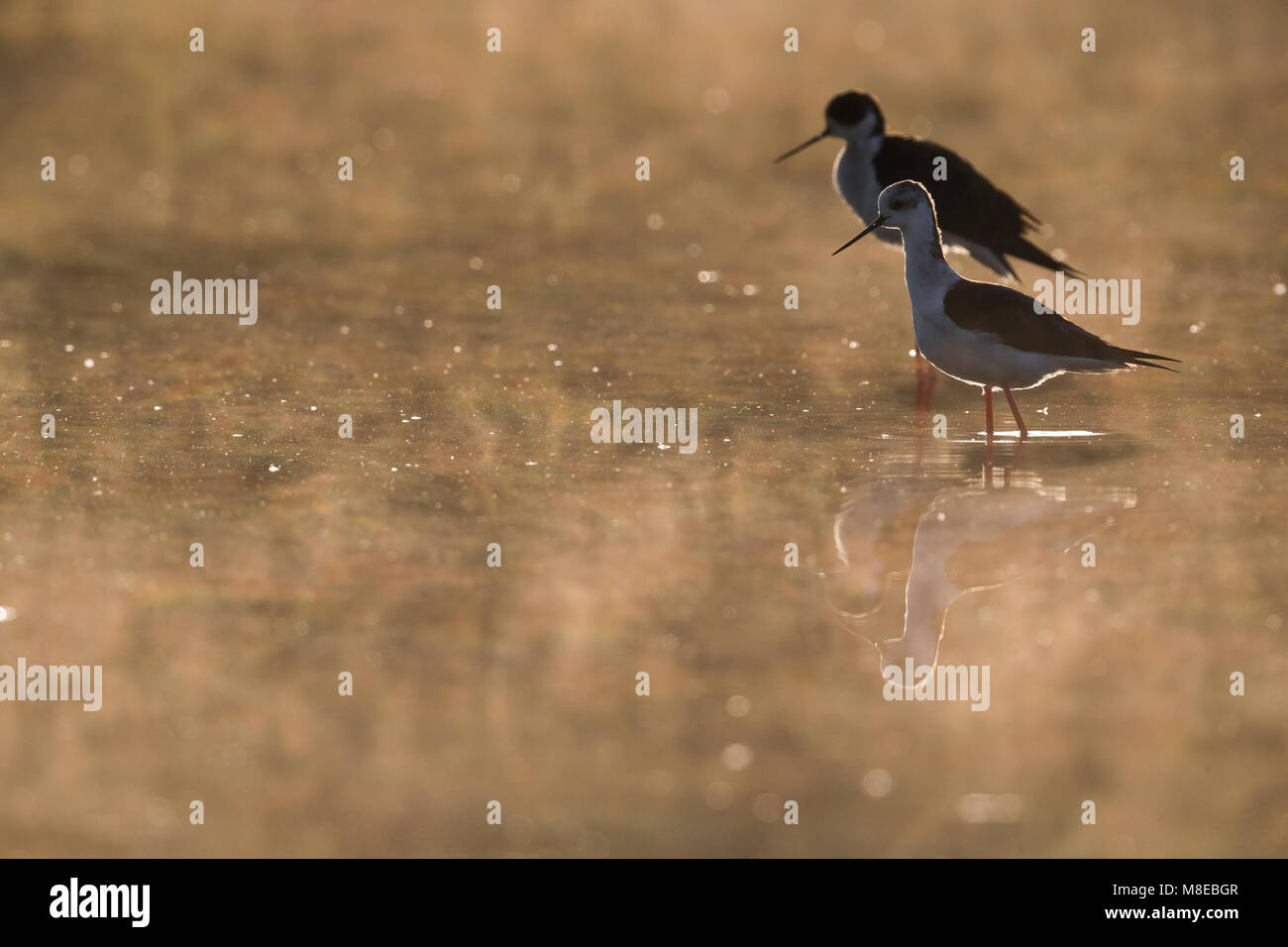 Steltkluut; Black-winged Stilt Stock Photo - Alamy