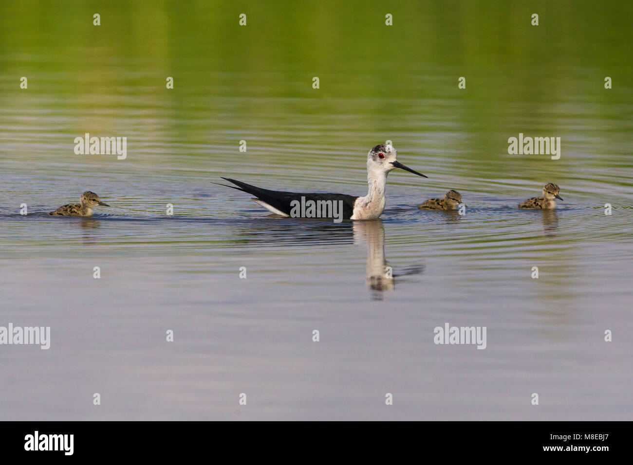 Steltkluut met jongen; Black-winged Stilt with young Stock Photo - Alamy