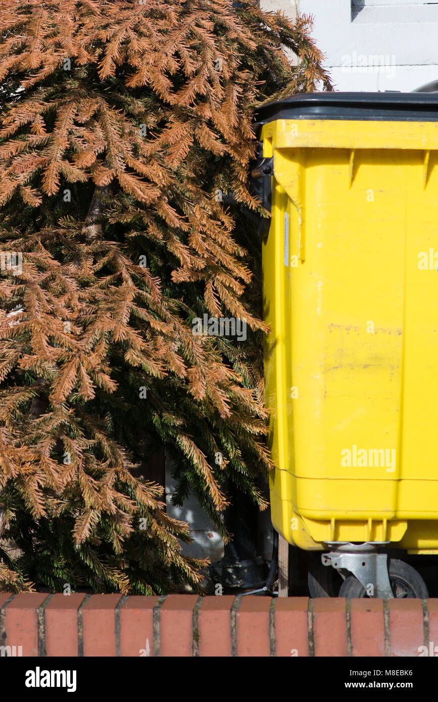 discarded Christmas tree left outside building upside down leaning ...