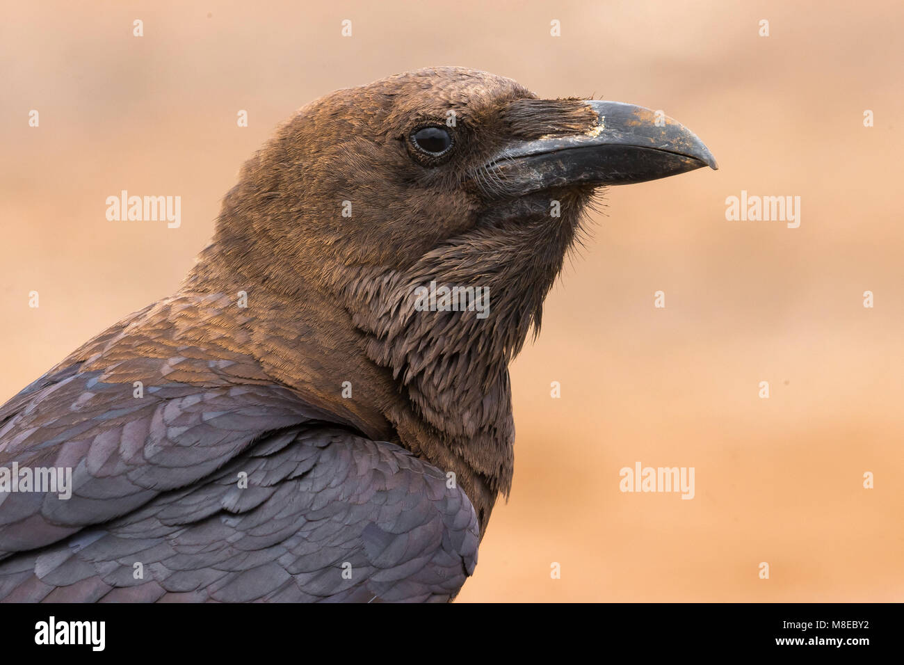 Bruinnekraaf, Brown-necked Raven Stock Photo - Alamy