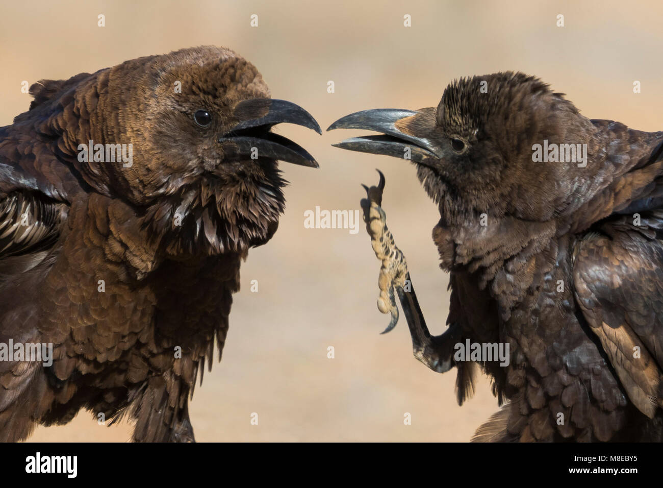 Bruinnekraaf, Brown-necked Raven Stock Photo - Alamy