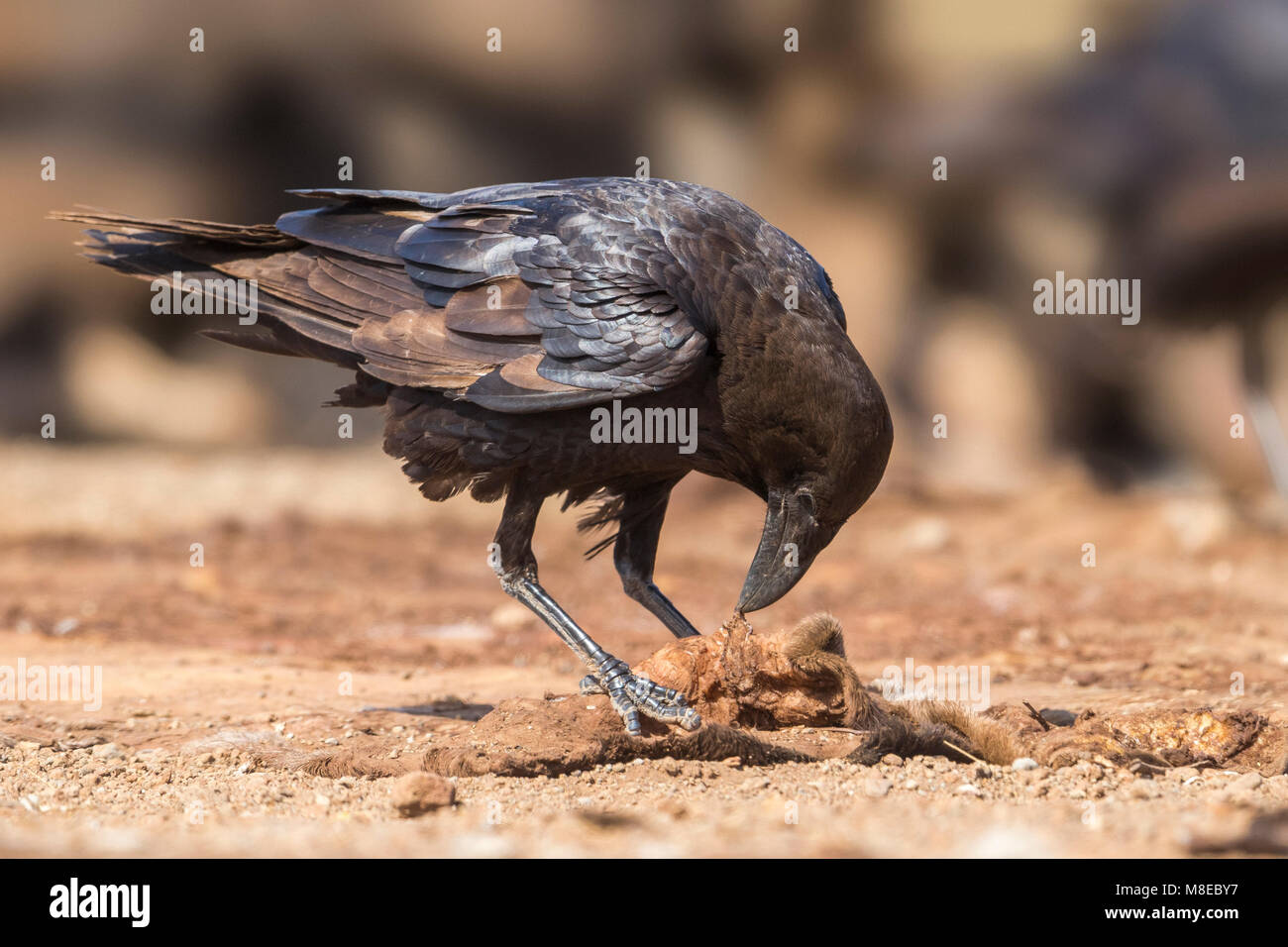Bruinnekraaf, Brown-necked Raven Stock Photo - Alamy
