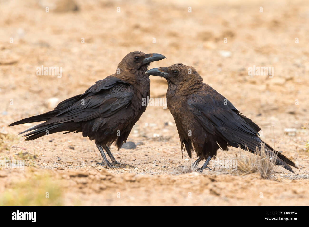 Bruinnekraaf, Brown-necked Raven Stock Photo - Alamy