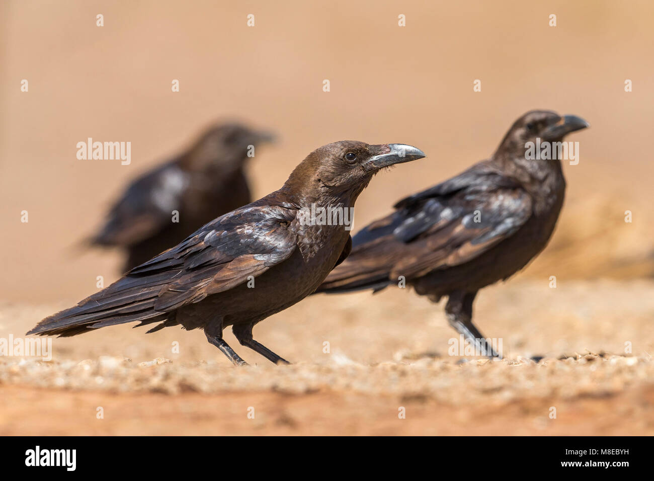 Brown necked raven hi-res stock photography and images - Alamy