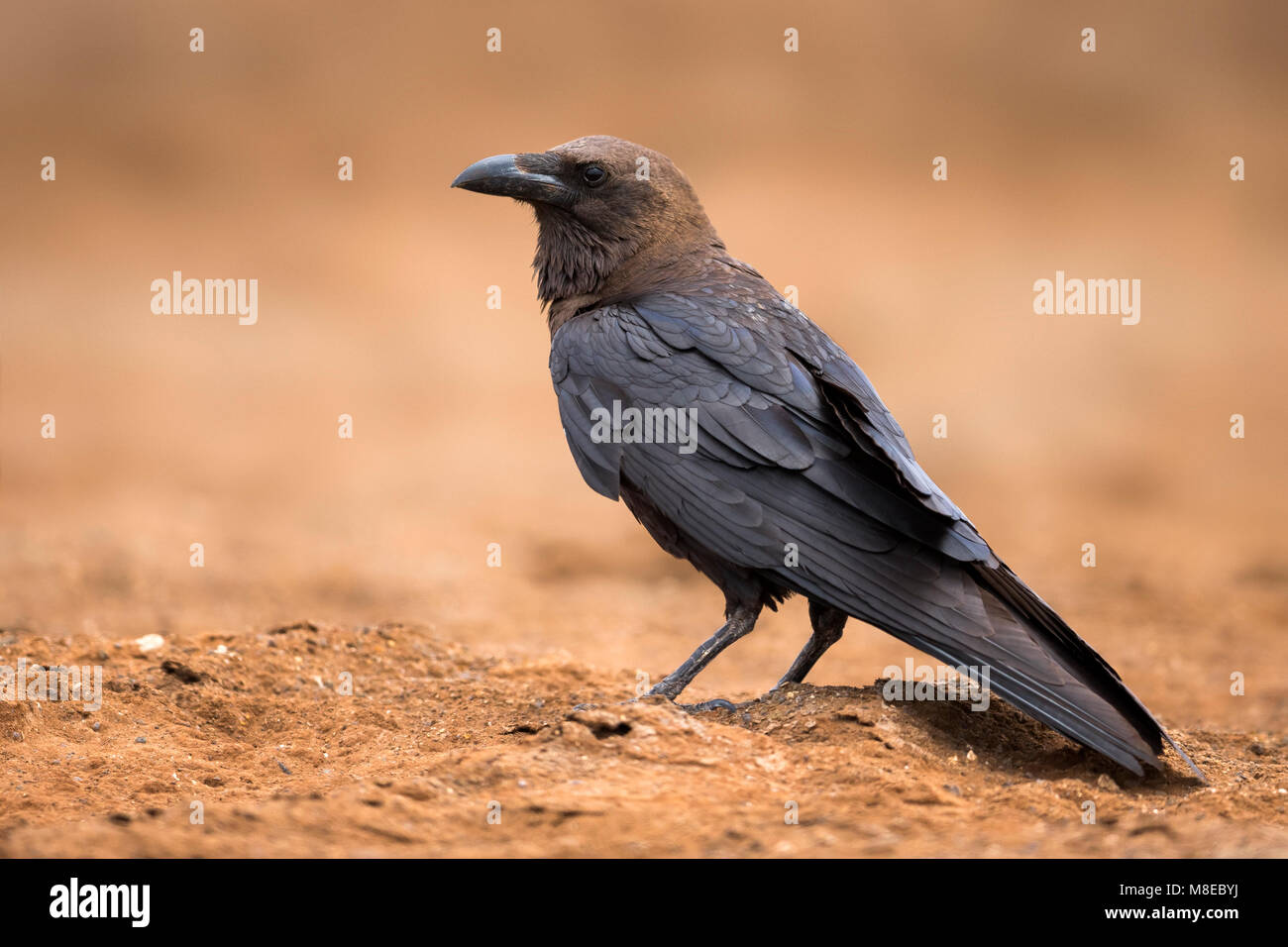 Bruinnekraaf, Brown-necked Raven Stock Photo - Alamy
