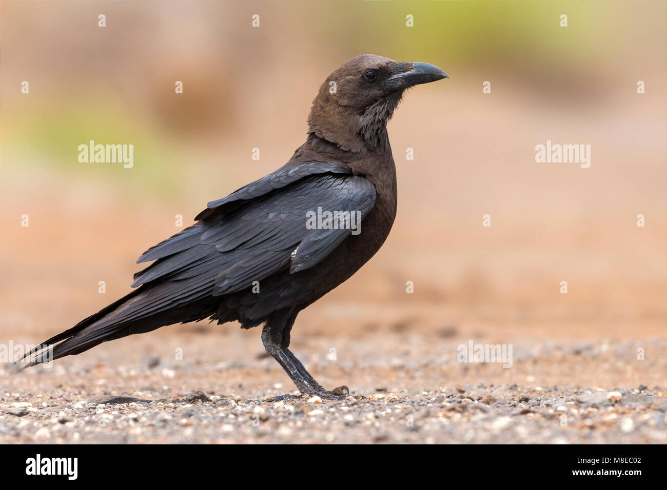Raven islands hi-res stock photography and images - Alamy